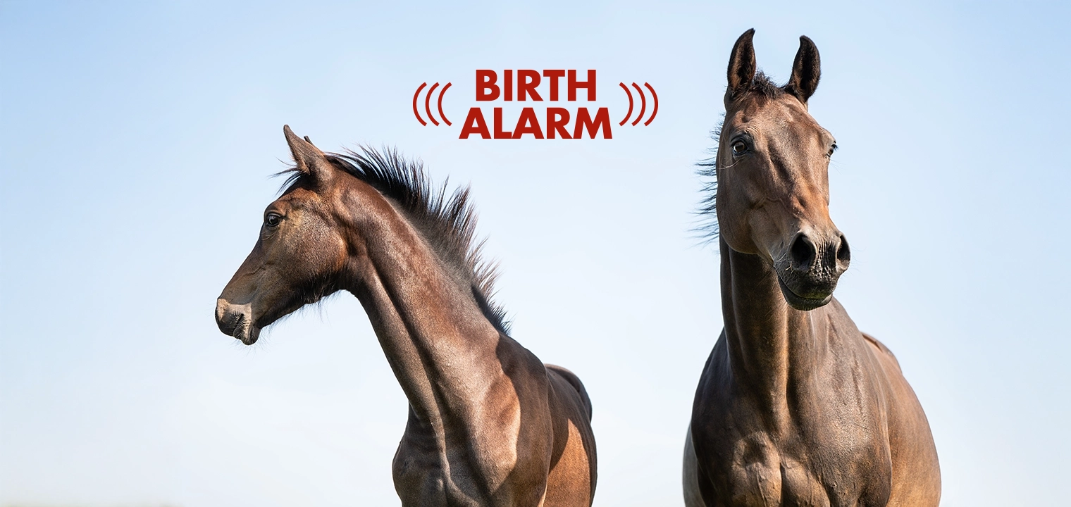 Birth Alarm - Your Reliable Foaling Monitor for Horse Births