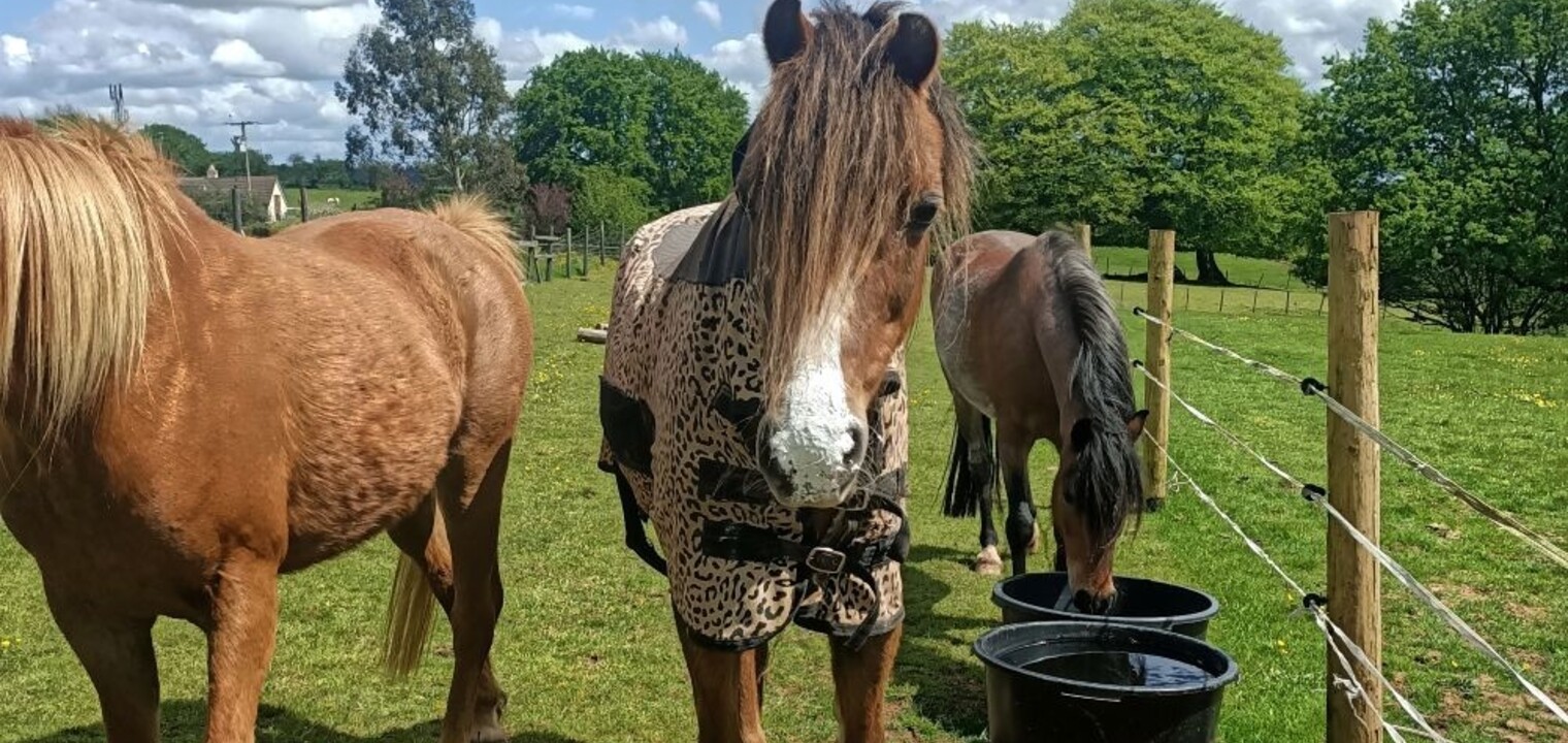Encourage natural behavior with a horse track system