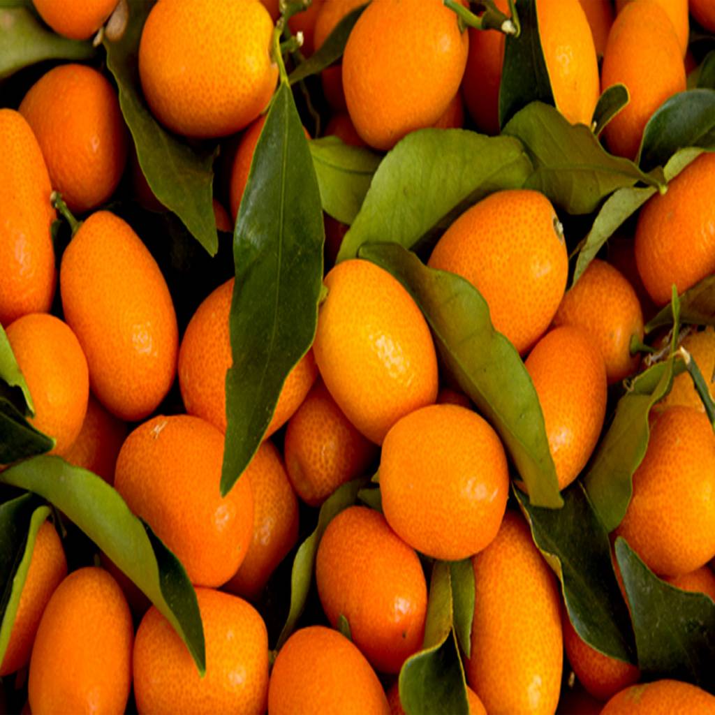 - Kumquat - Fruit syrup - Inspire Food Company