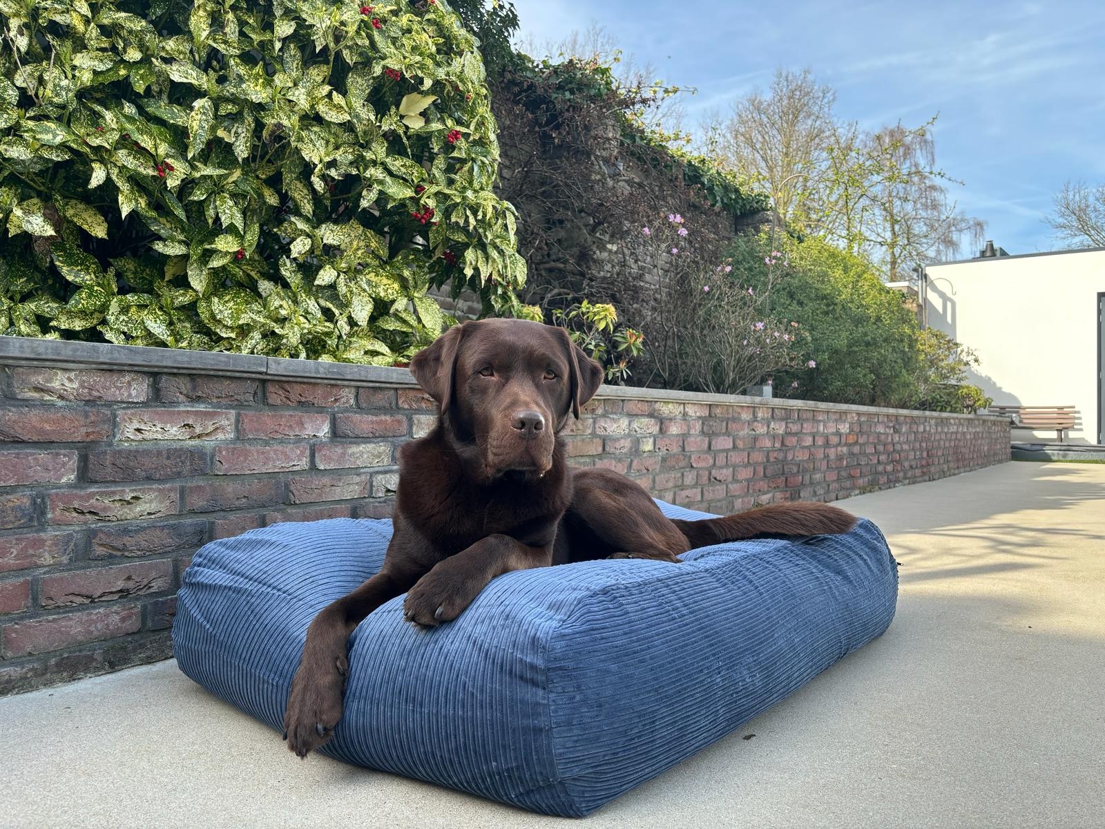 Lit pour chien Bleu Fumé – Élégant & confortable - Coussins pour chiens ...