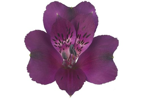 Alstromerien / Alstroemeria online bestellen - Bezahlbare-blumen ...