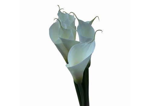 Calla Schnittblumen günstig kaufen - bezahlbare-blumen.de - Bezahlbare ...