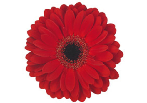 Gerbera Schnittblumen online kaufen - bezahlbare-blumen.de - Bezahlbare ...