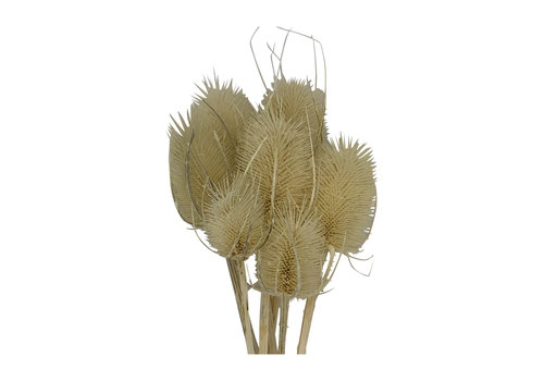 Gebleichte Trockenblumen für besondere Arrangements - jetzt online ...