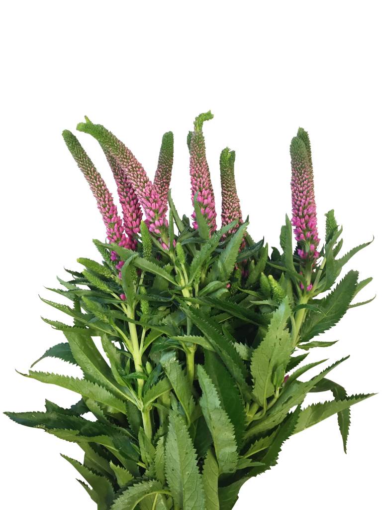 Veronica Rosa's Instagram, Twitter & Facebook on IDCrawl