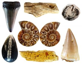 De Barnsteen Specialist | De mooiste barnsteen (amber), kristallen ...