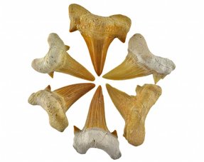 Fossielen te koop | De Barnsteen Specialist