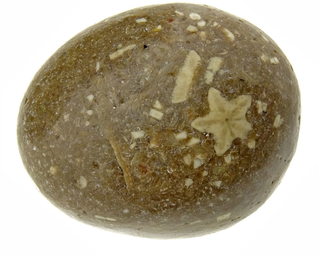 Fallen star knuffelsteen met fossiele zeelelies