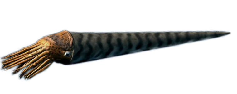 Orthoceras, fossiele inktvis