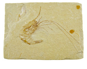 Fossielen te koop | De Barnsteen Specialist