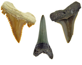 Fossielen te koop | De Barnsteen Specialist