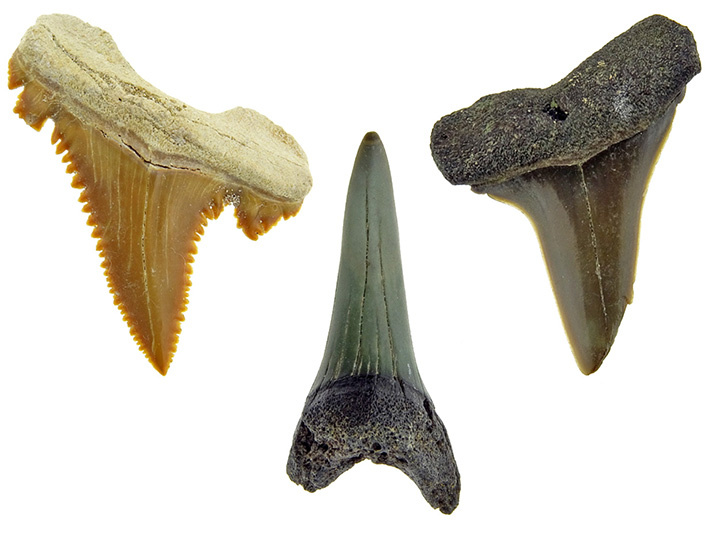 Top 10 cadeau ideeën voor de fossielen verzamelaar