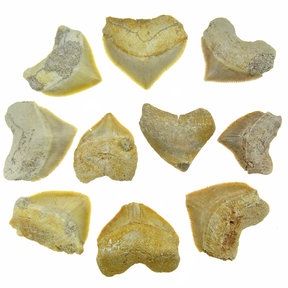 Fossiele haaientanden