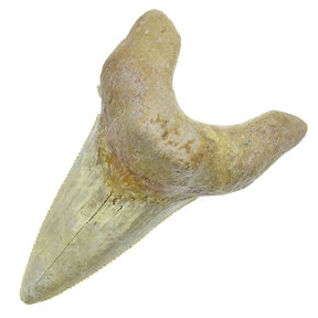 Fossiele haaientanden