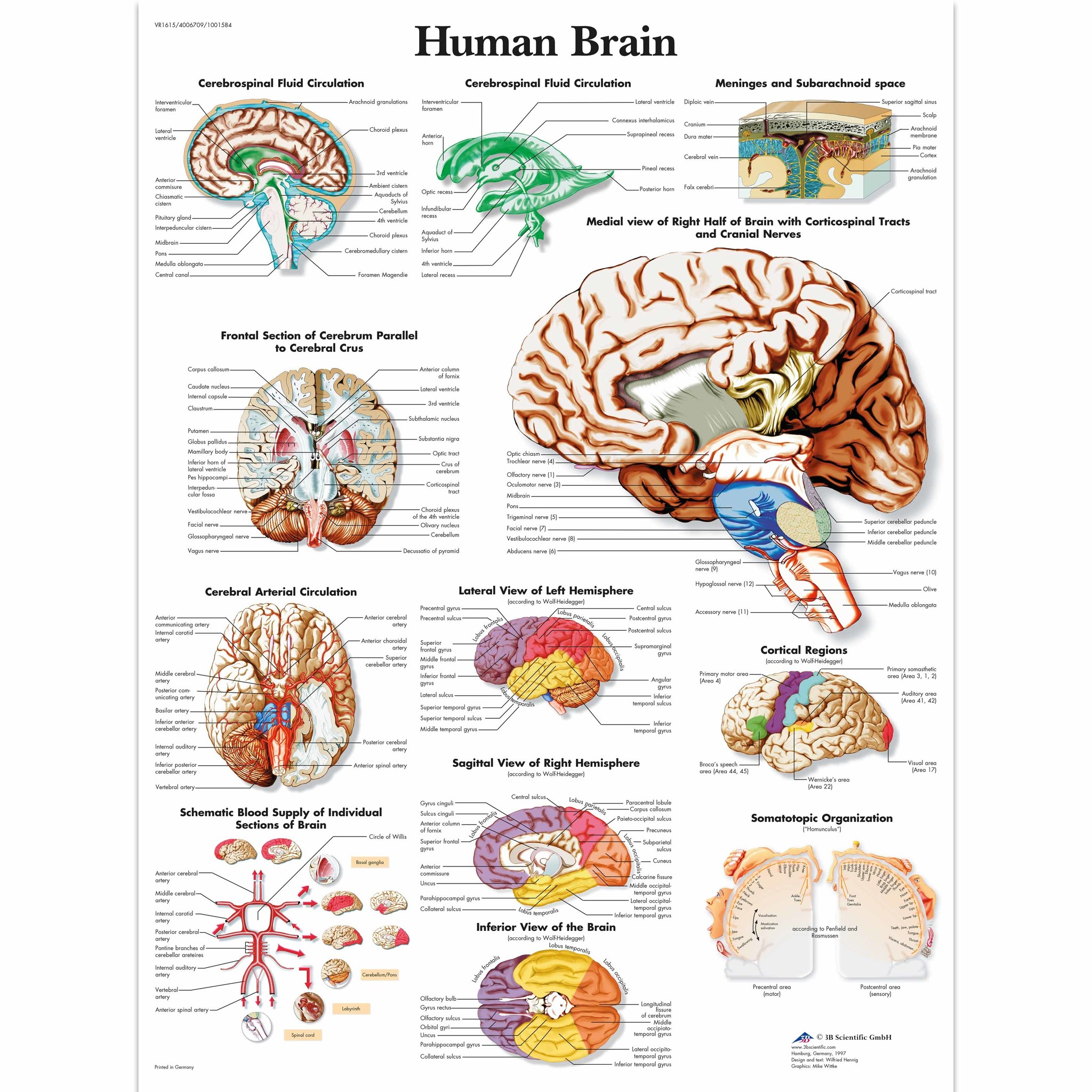 3B Scientific Poster Human Brain gelamineerd - Disporta Eerstelijn B.V.