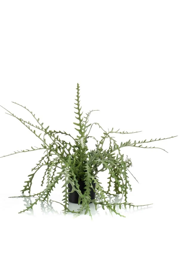 Plante artificielle Epiphyllum EMERALD 50 cm - Wilhelmina Designs
