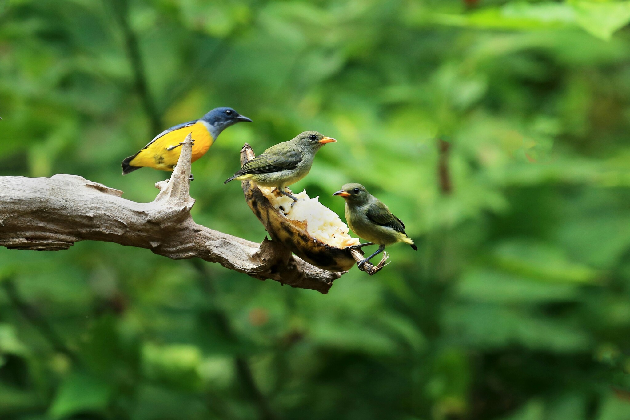 Complete gids: fruit en groenten beschermen tegen vogels - Nettenshop