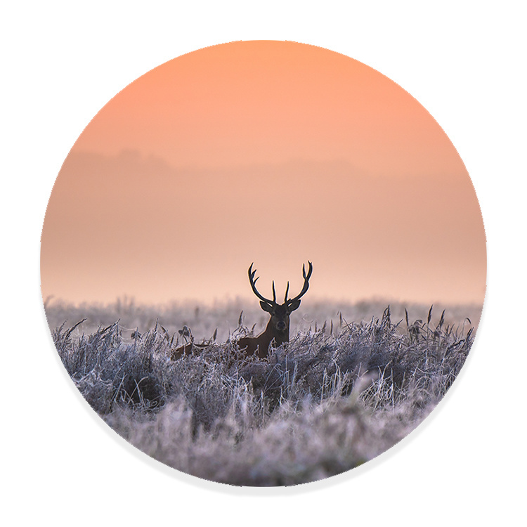 Muursticker Hert in de Heide - Sweet Living Shop