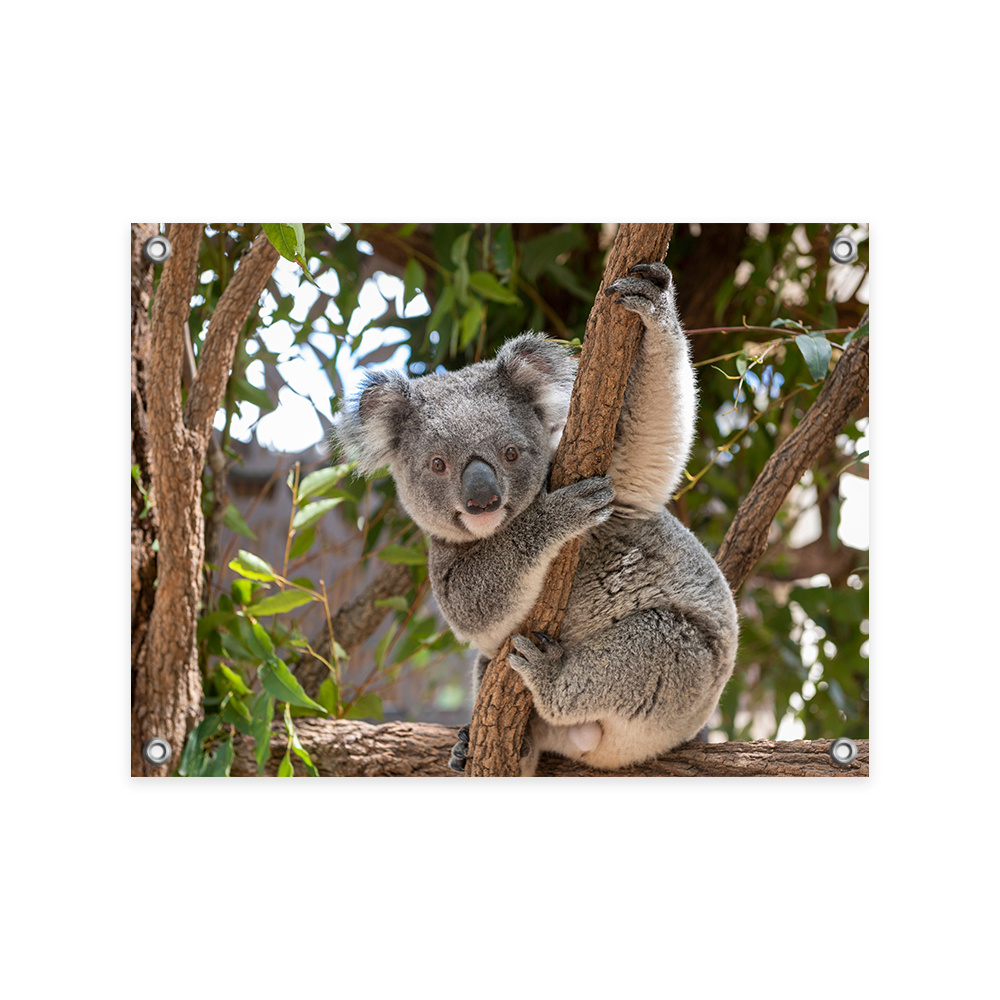 Tuinposter Koala - Sweet Living Shop