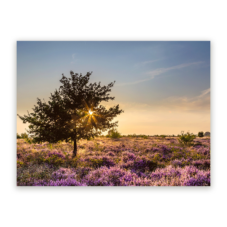 Schilderij Heide - Sweet Living Shop