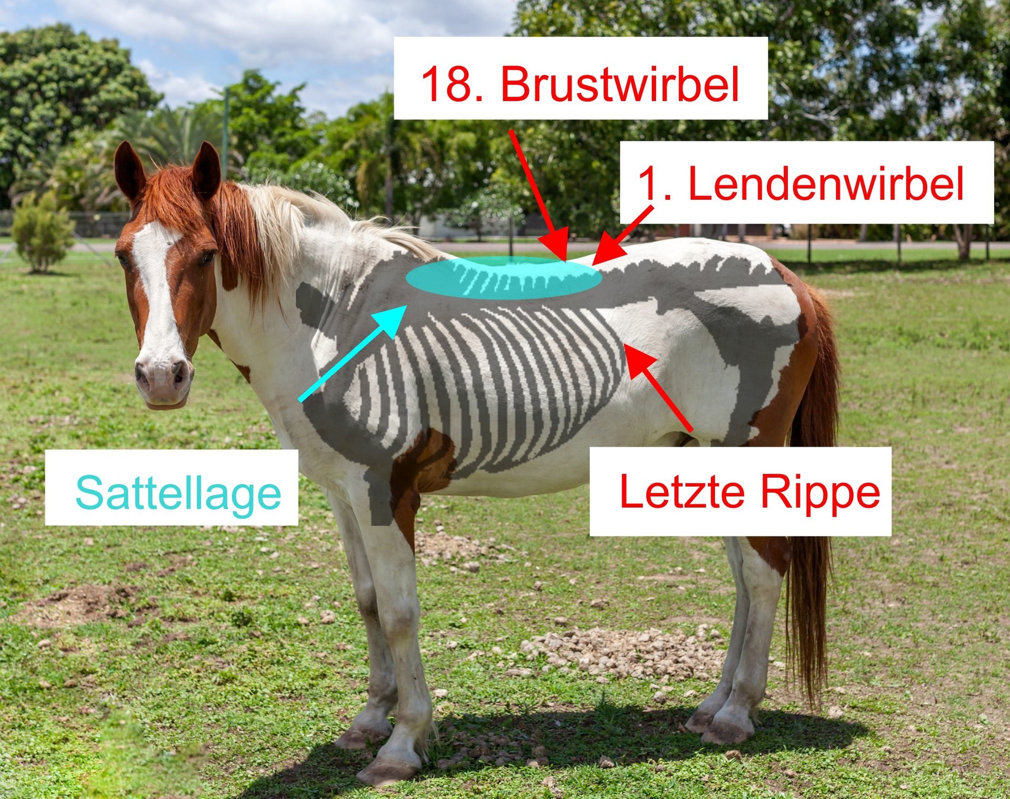 Ratgeber Sattellänge & passende Sattelunterlage - Sattelmax