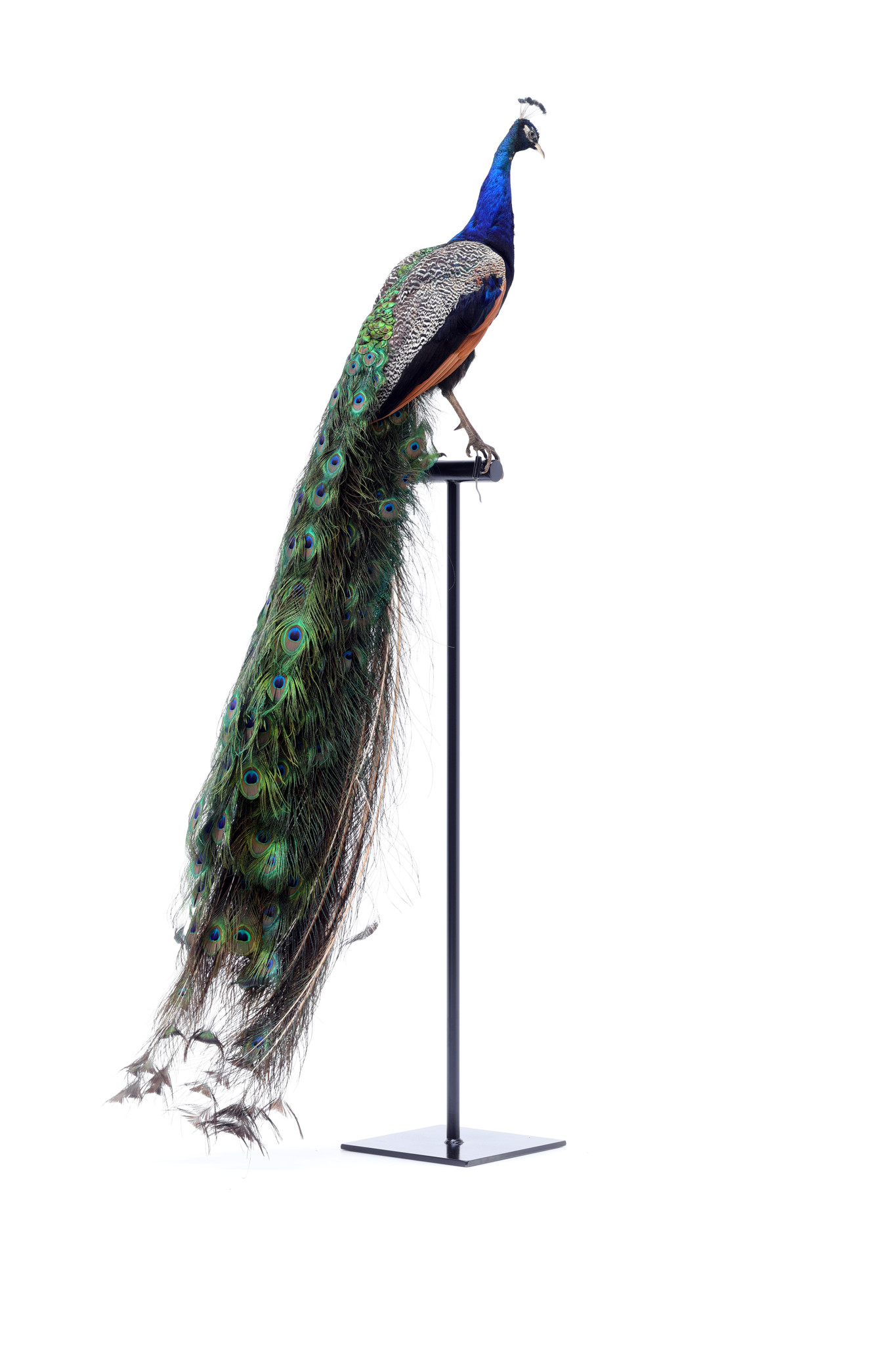 Prachtige opgezette pauw op staander - HET HUIS VAN WAUW