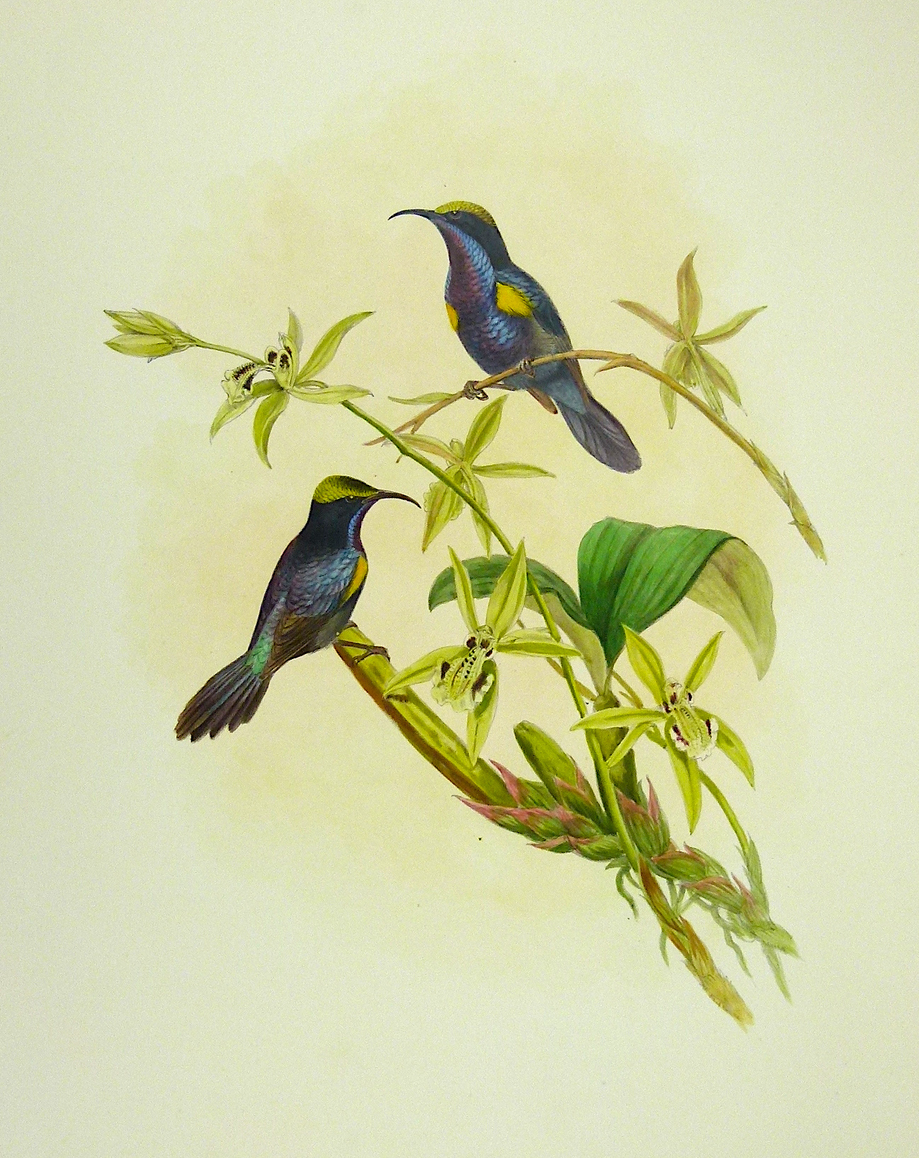 Antieke prent - sunbirds; J. Gould - Nectarinia Insignis - 1850-1883 ...