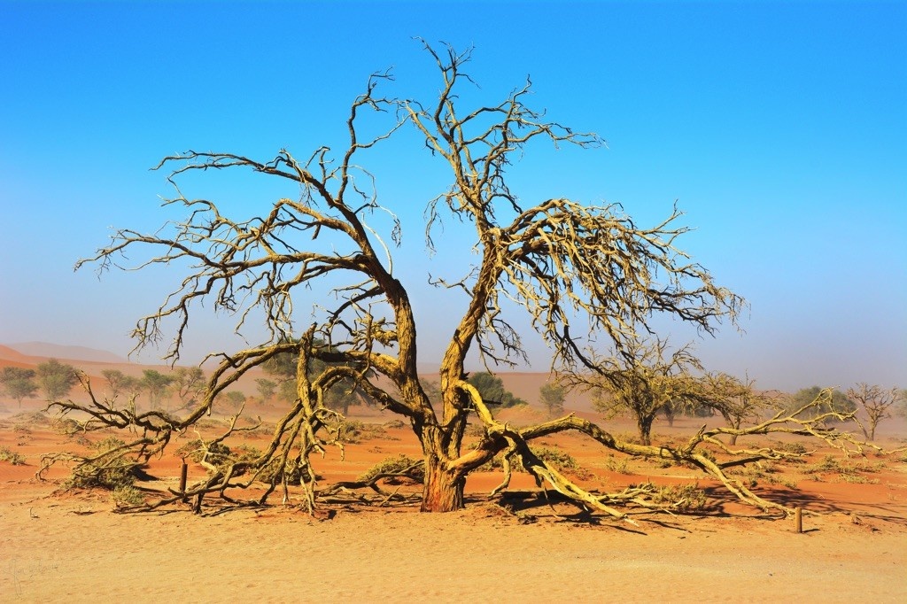 Jan Bloom Photography | Afrikaanse Boom | Wanddecoratie | Schilderij ...