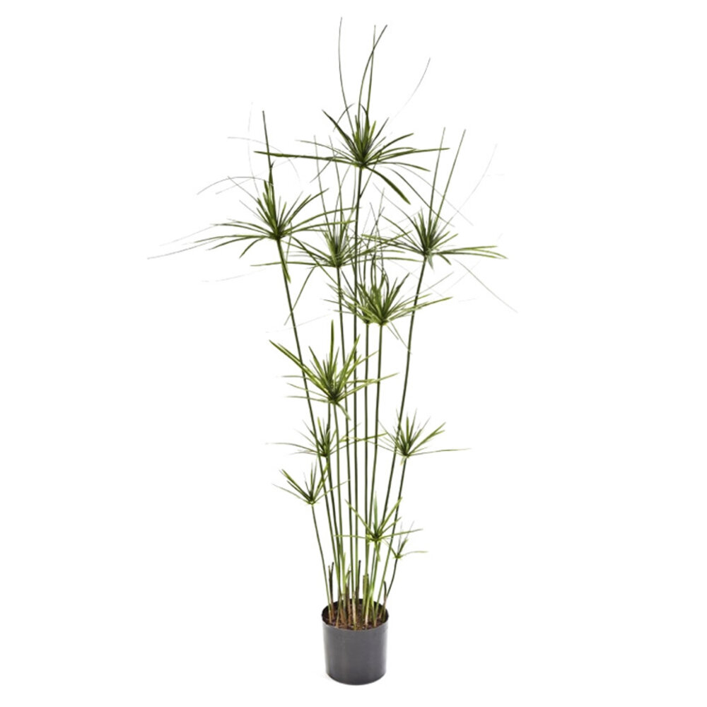 Papyrus Deluxe Plant Groen H140 - Pot & Vaas Sfeermakers