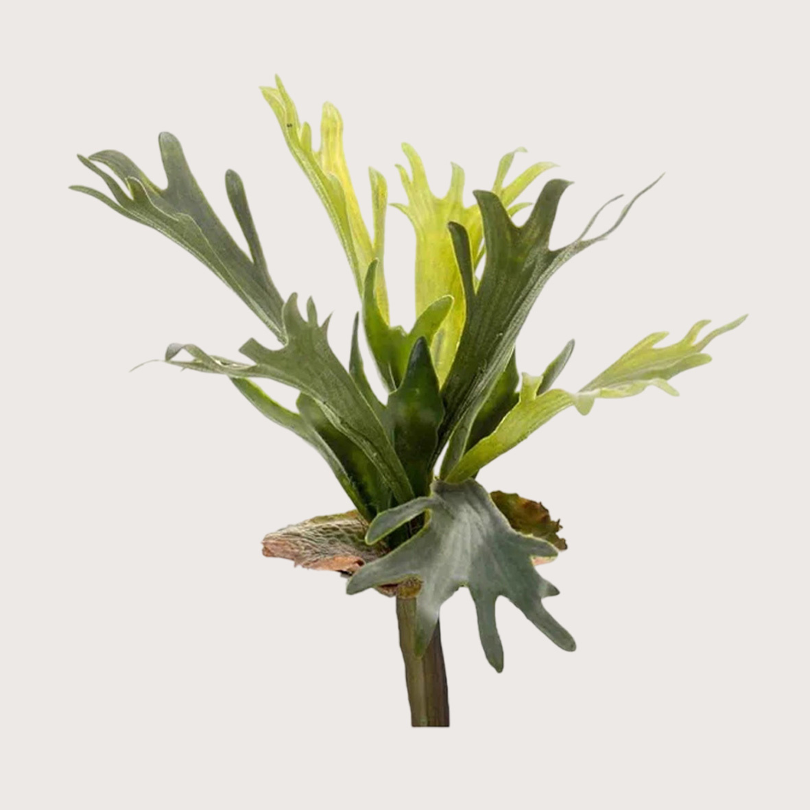 Stag Horn Green - Pot & Vaas Sfeermakers