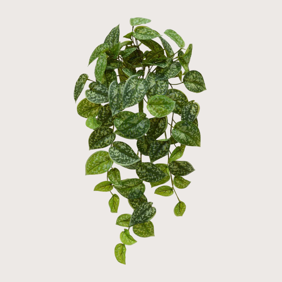 Scindapsus Pictus Hanging plant - Pot & Vaas Sfeermakers