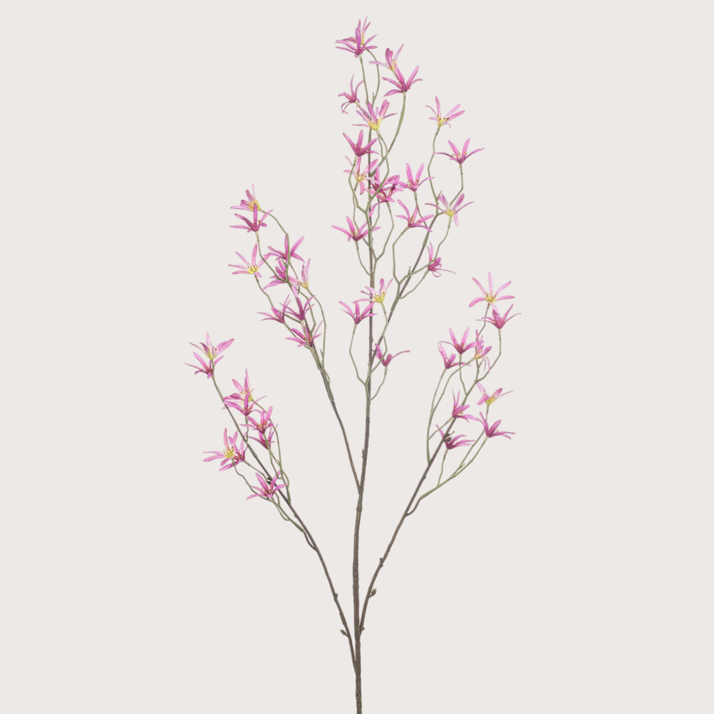 Tweedia Purple H120 - Pot & Vaas Sfeermakers