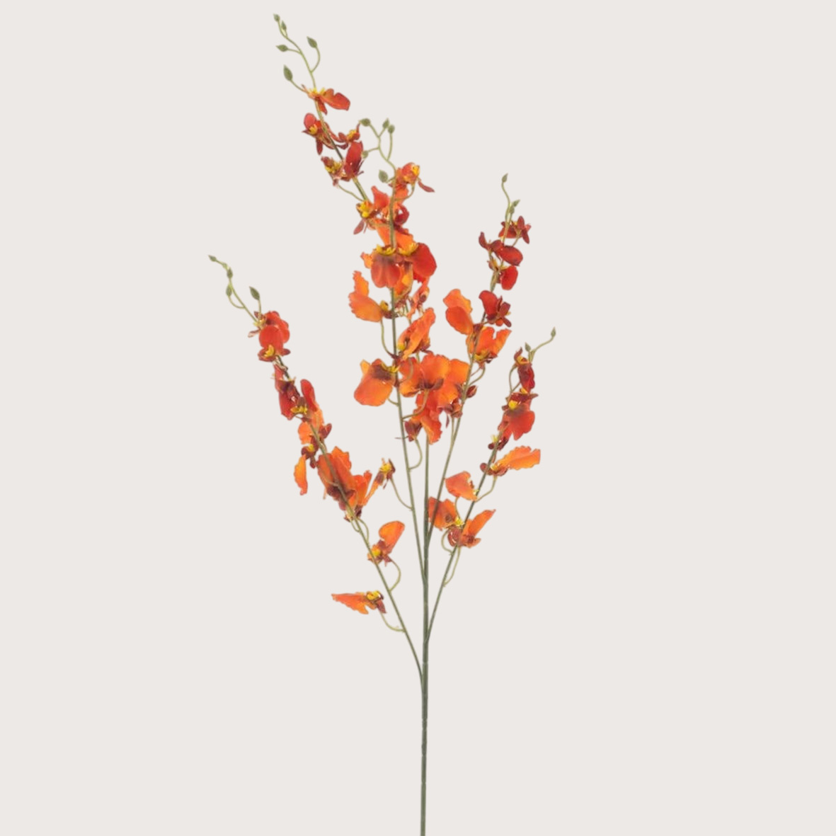 Oncidium Orchid Branch Orange H93 - Pot & Vaas Sfeermakers