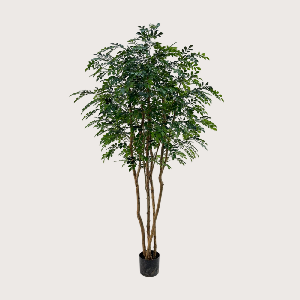Murraya Deluxe Boom Groen H210 D105 - Pot & Vaas Sfeermakers