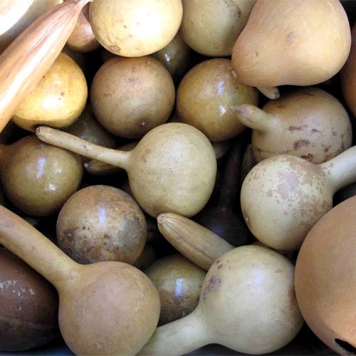 Kalebas voor reparatie balafoon Ø 5 tot 10 cm - Stiggelbout Slagwerk