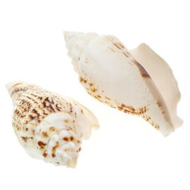 Medium Shells - Shellco