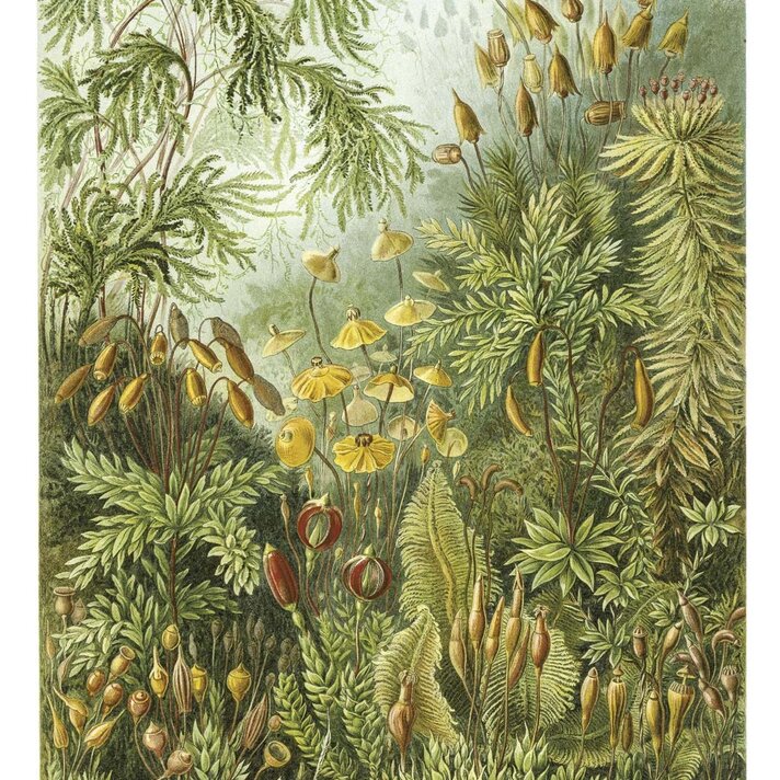 Naturalis Originals