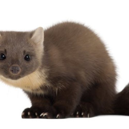 De steenmarter weer je het beste met deze bewezen online producten ...