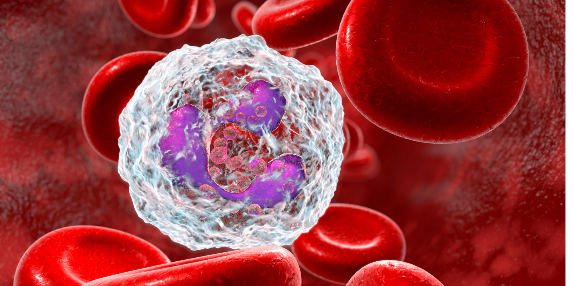 Wat is de normaalwaarde van leukocyten? - Bloedwaardentest.nl