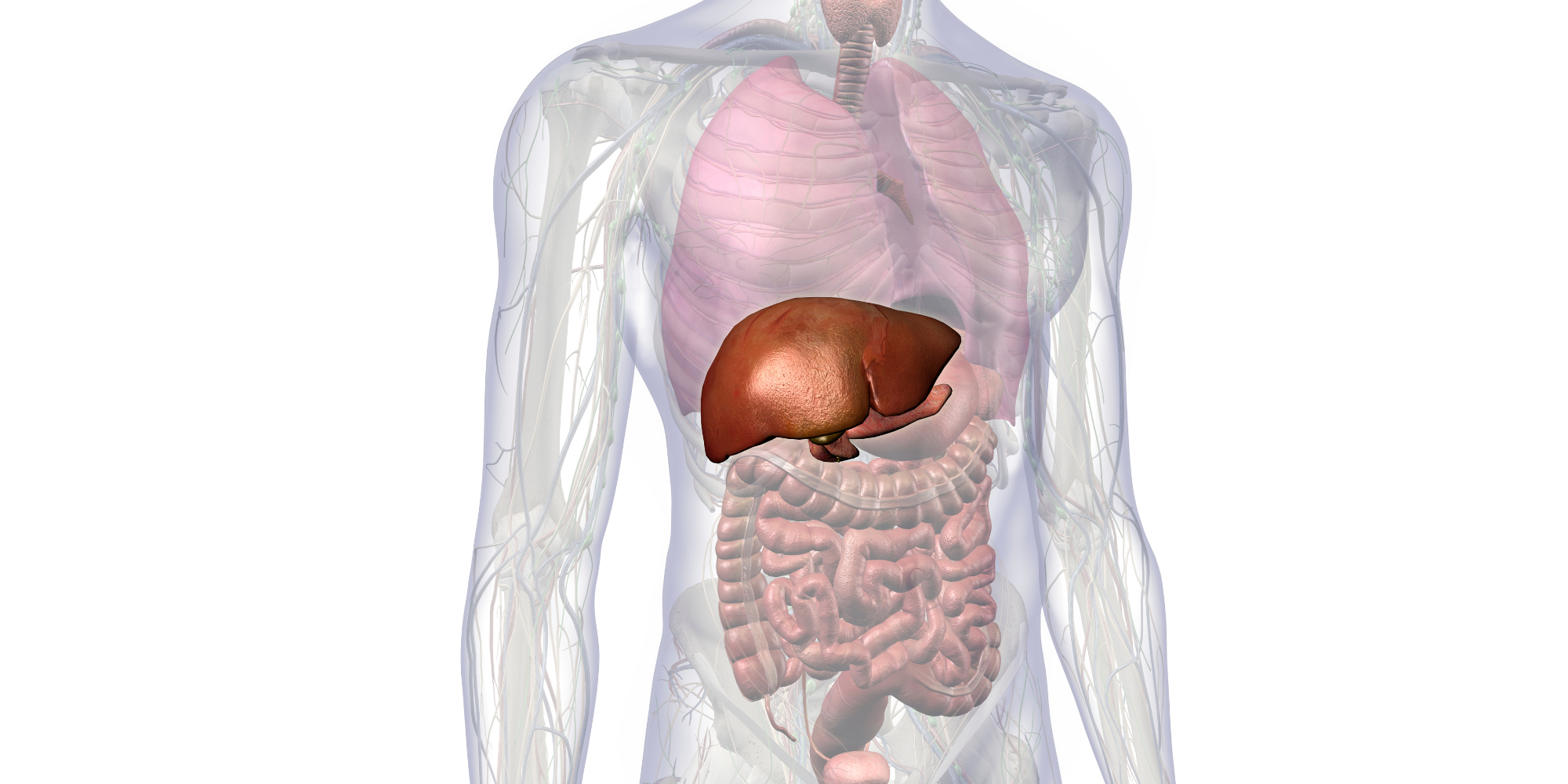 Leververvetting: wat is het en hoe los je het op? - Bloedwaardentest.nl