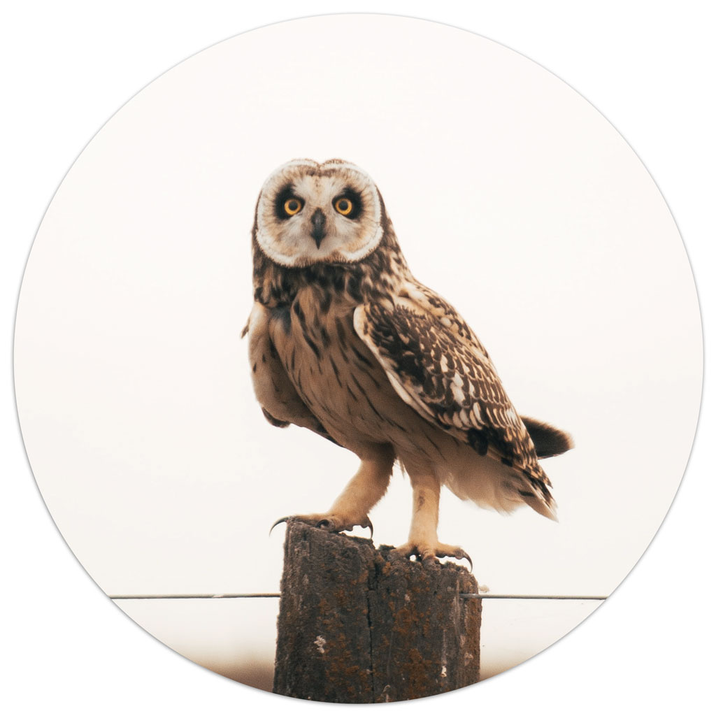 Muurcirkel foto uil