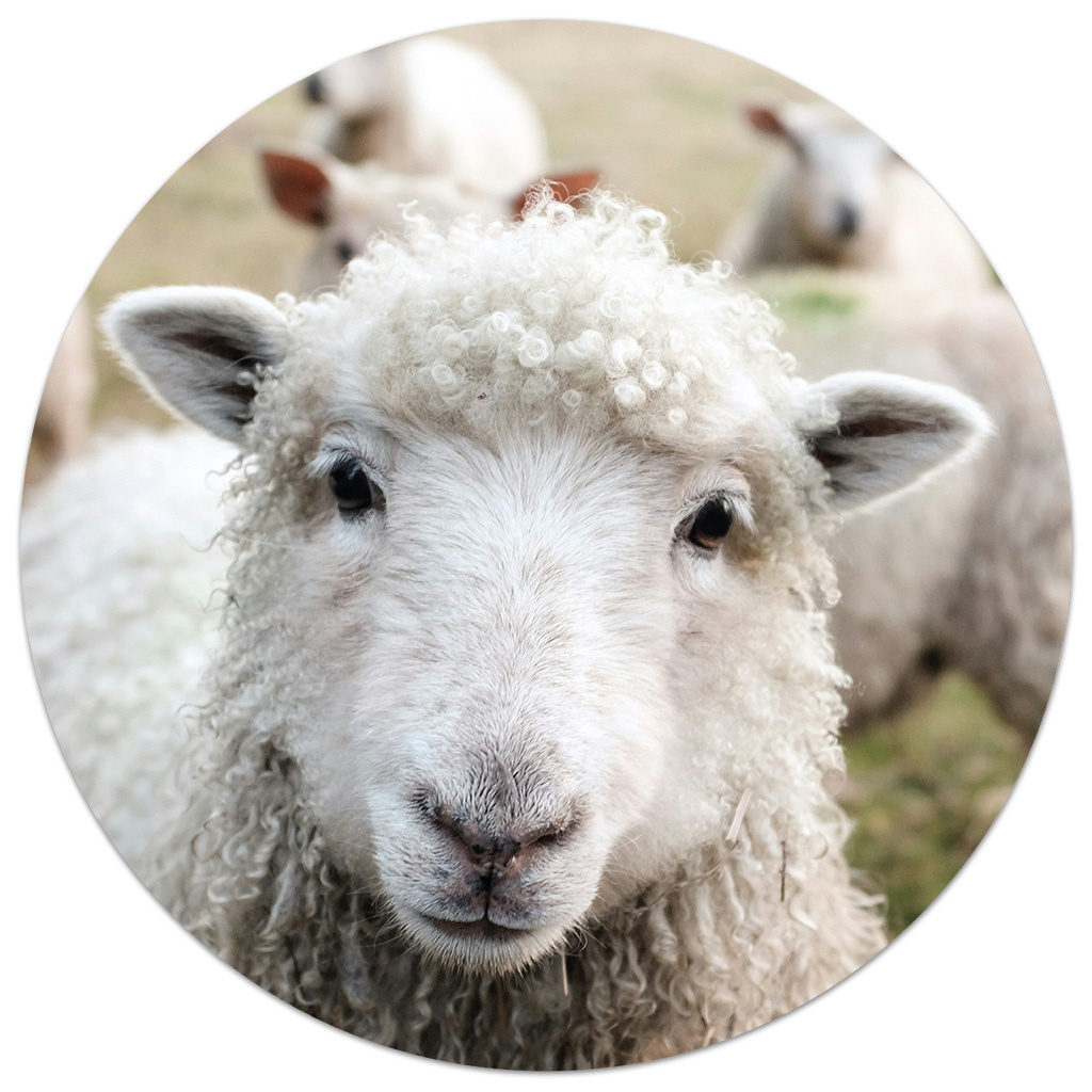 Tuincirkel foto met schaap