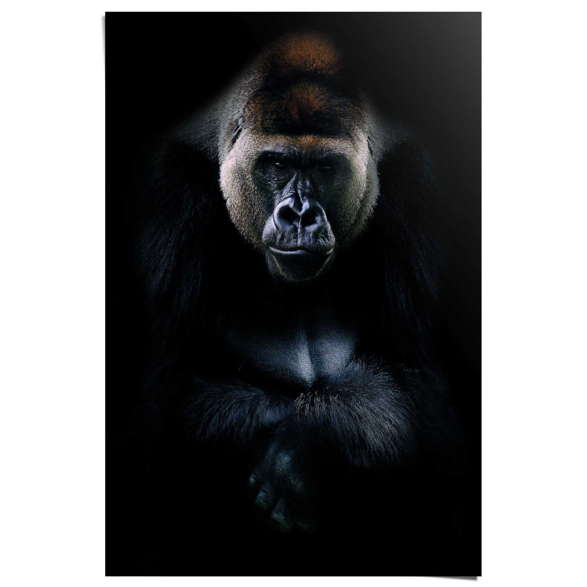 Gorilla | Poster - REINDERS!