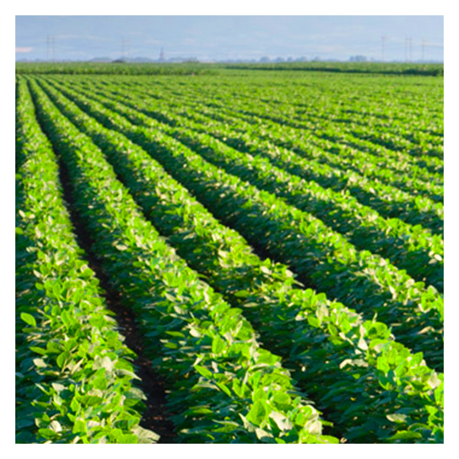 Ten Have Seeds Féveroles d'été - Gazondirect.fr