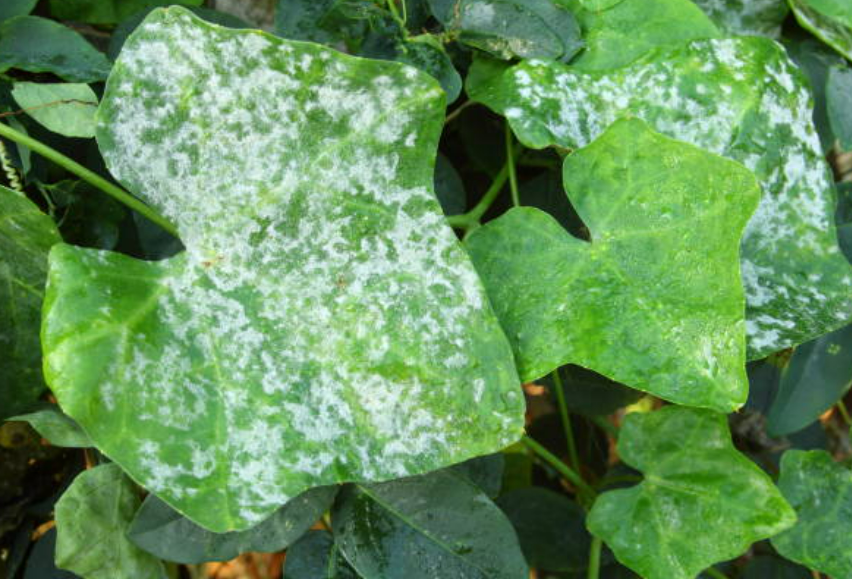 Lutte contre le mildiou conseils pratiques pour le jardin - Gazondirect.fr