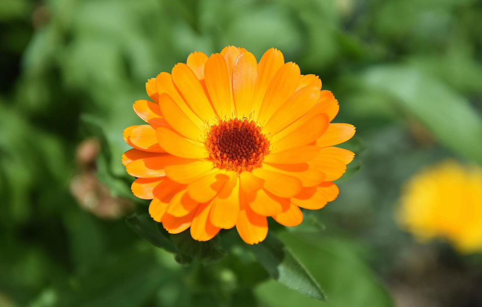 Souci - calendula officinalis - Gazondirect.fr