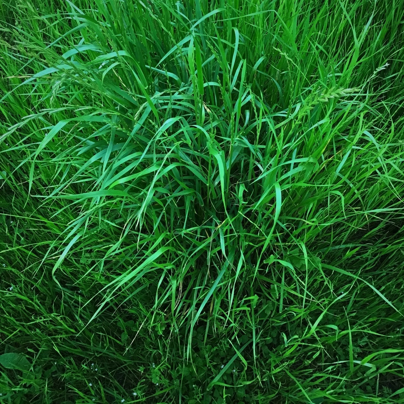 Ray-grass de Westerwold - Lolium multiflorum - Gazondirect.fr