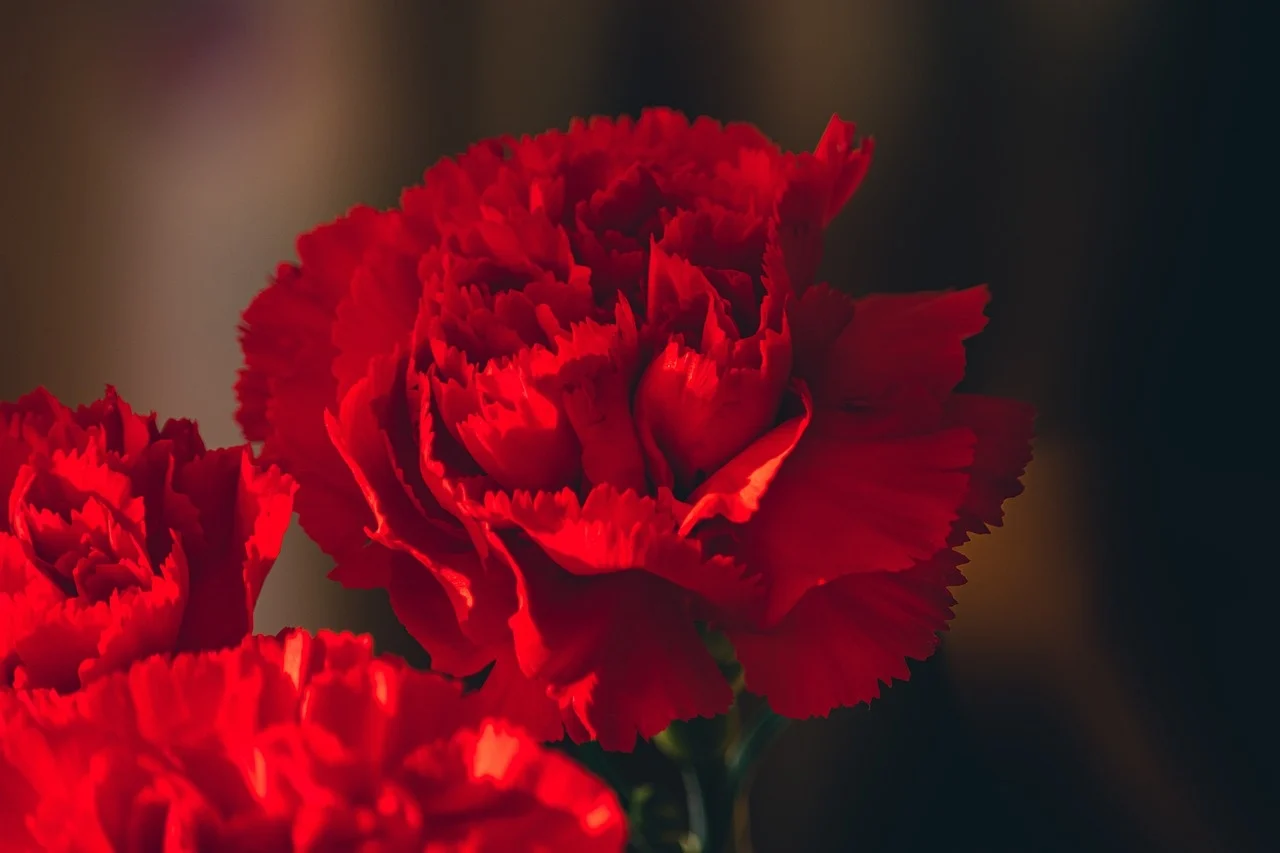 Tout savoir sur l'œillet - Dianthus - Gazondirect.fr