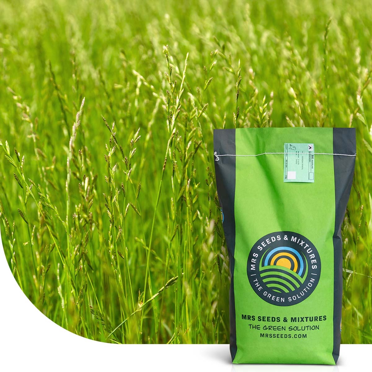 Ray-grass Anglais - Lolium perenne | MRS Seeds