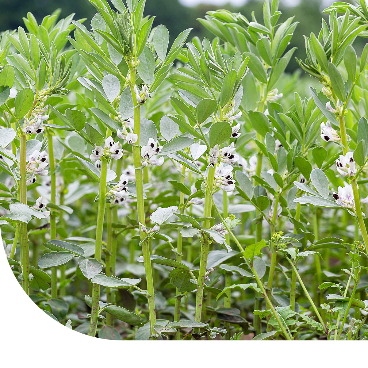 Féveroles d'été - Vicia faba | MRS Seeds